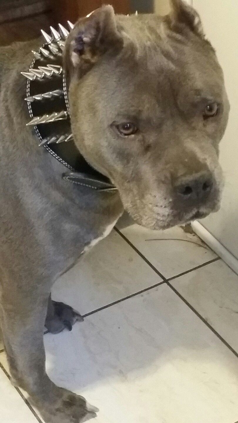 3" WIDE RAZOR SHARP Spiked Studded Leather Dog Pet Collar 4-ROWS 19-22 ...